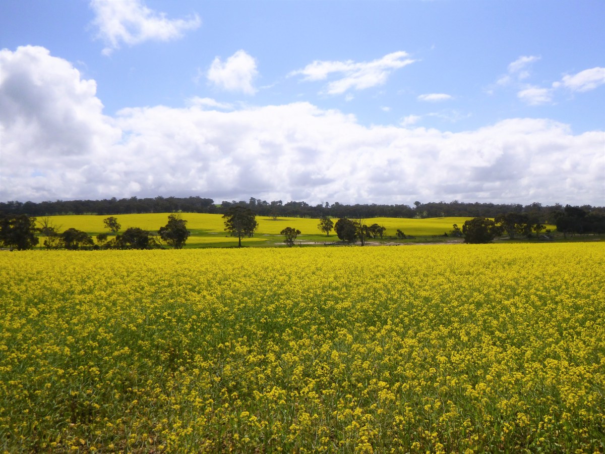 Jacqueline collier – My creations