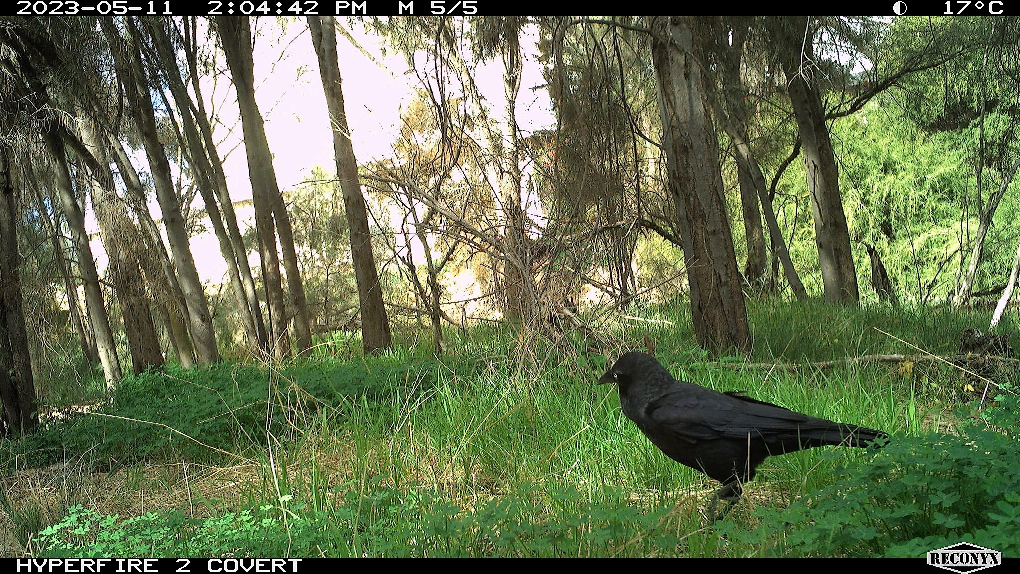 Jacqueline collier – My creations