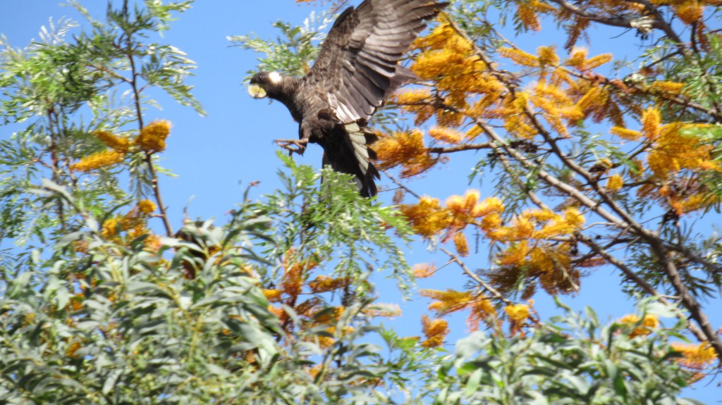 Jacqueline collier – My creations