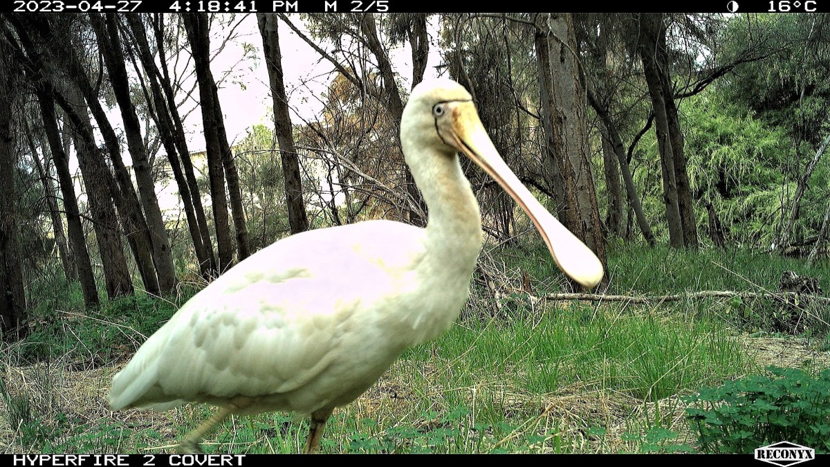 The Matrix – Jacqueline collier