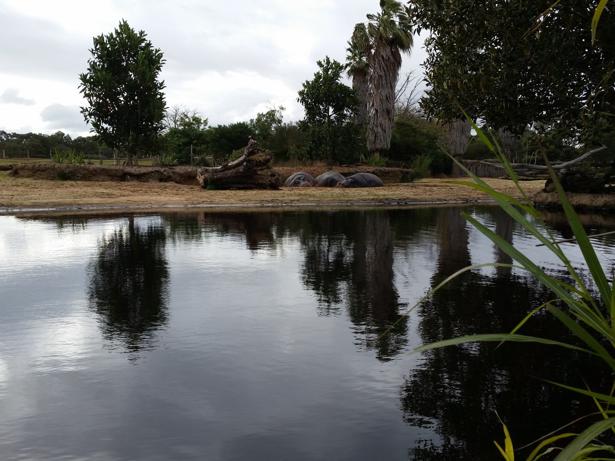 Jacqueline collier – My creations